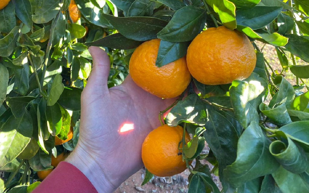 Brands - Fresh Produce Group