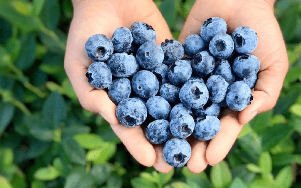 Brands - Fresh Produce Group