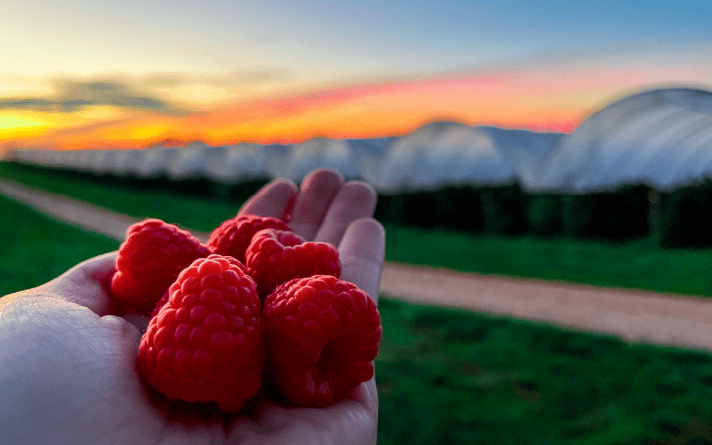 Brands - Fresh Produce Group