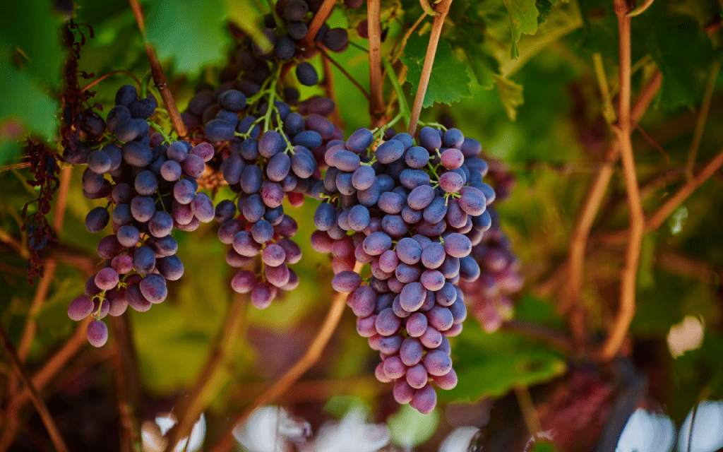 Brands - Fresh Produce Group