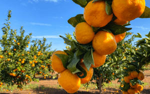 Brands - Fresh Produce Group