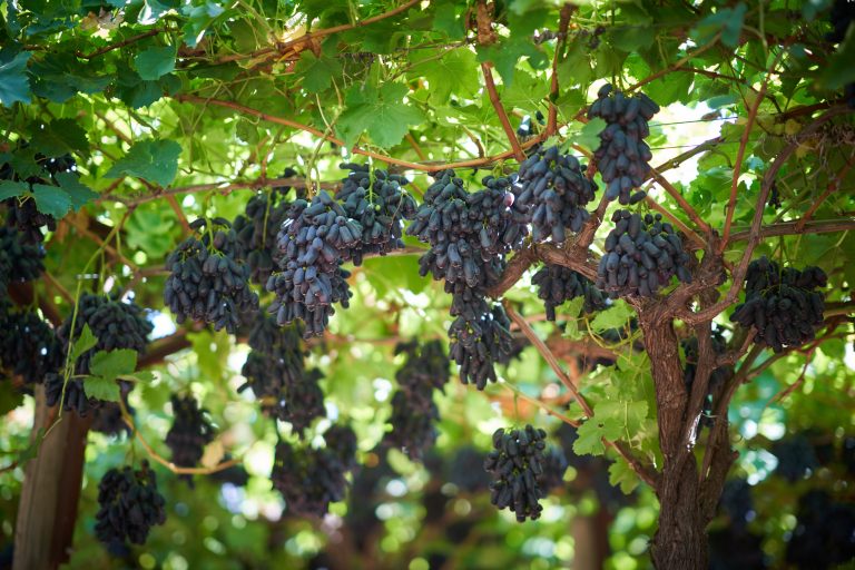 Brands - Fresh Produce Group